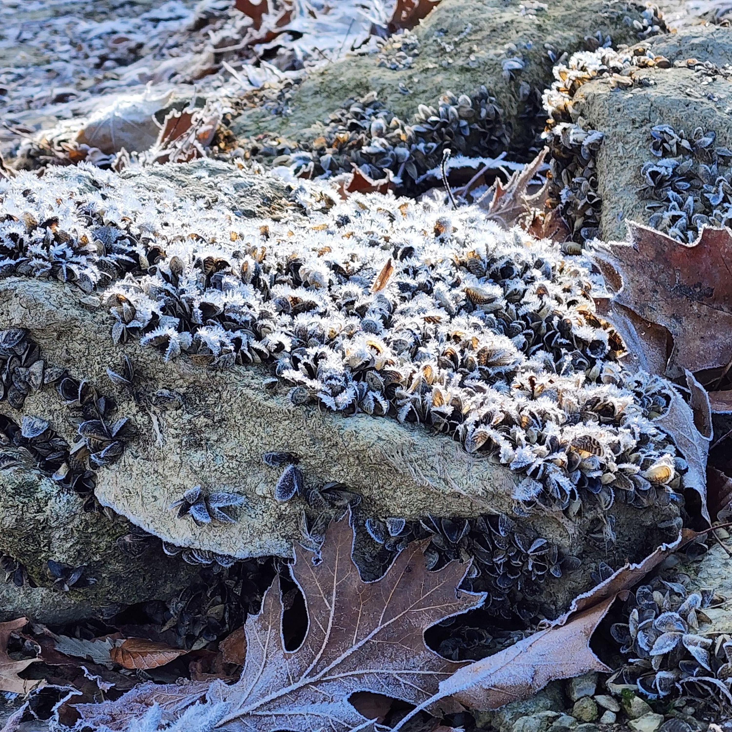 Winter Shoreline Abstract No.8 — Frosted Stone Cluster Texture | Blue ...